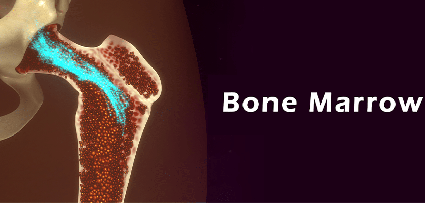 What is Bone Marrow? | Personalized Hematology-Oncology of Wake Forest